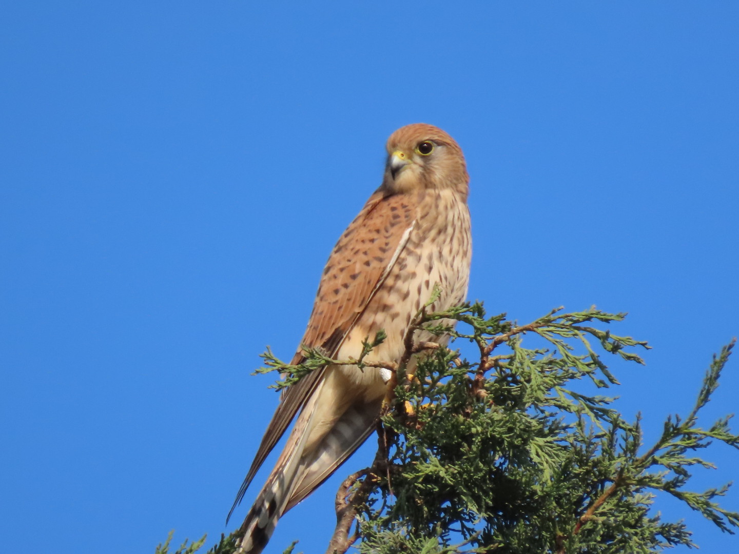 ציפורים – אילאי הניג – אמנות וטבע
